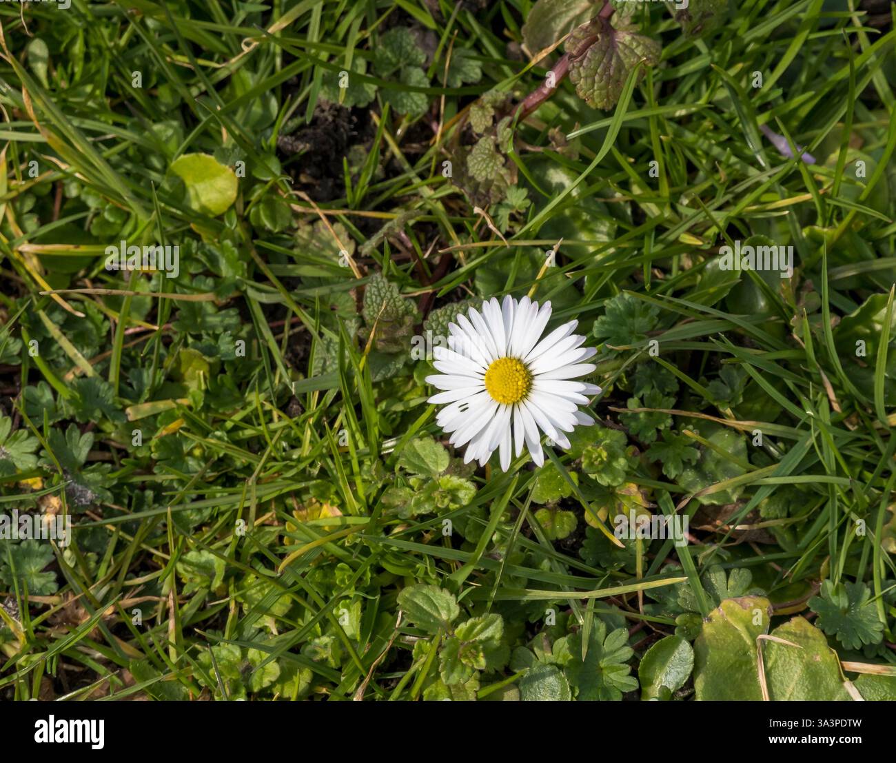 English daisy common hi-res stock photography and images - Alamy