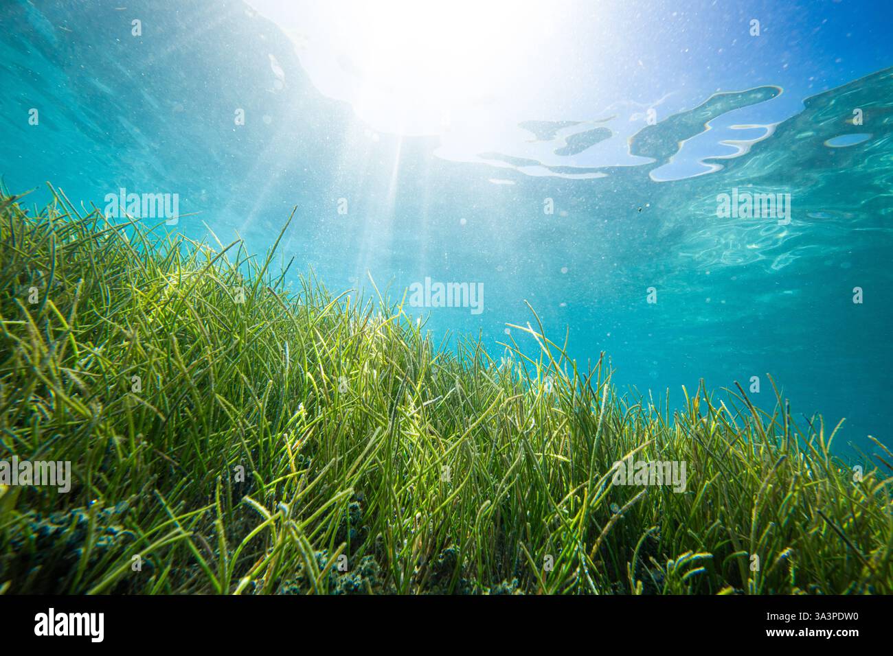 Sea grass ecosystem hi-res stock photography and images - Alamy