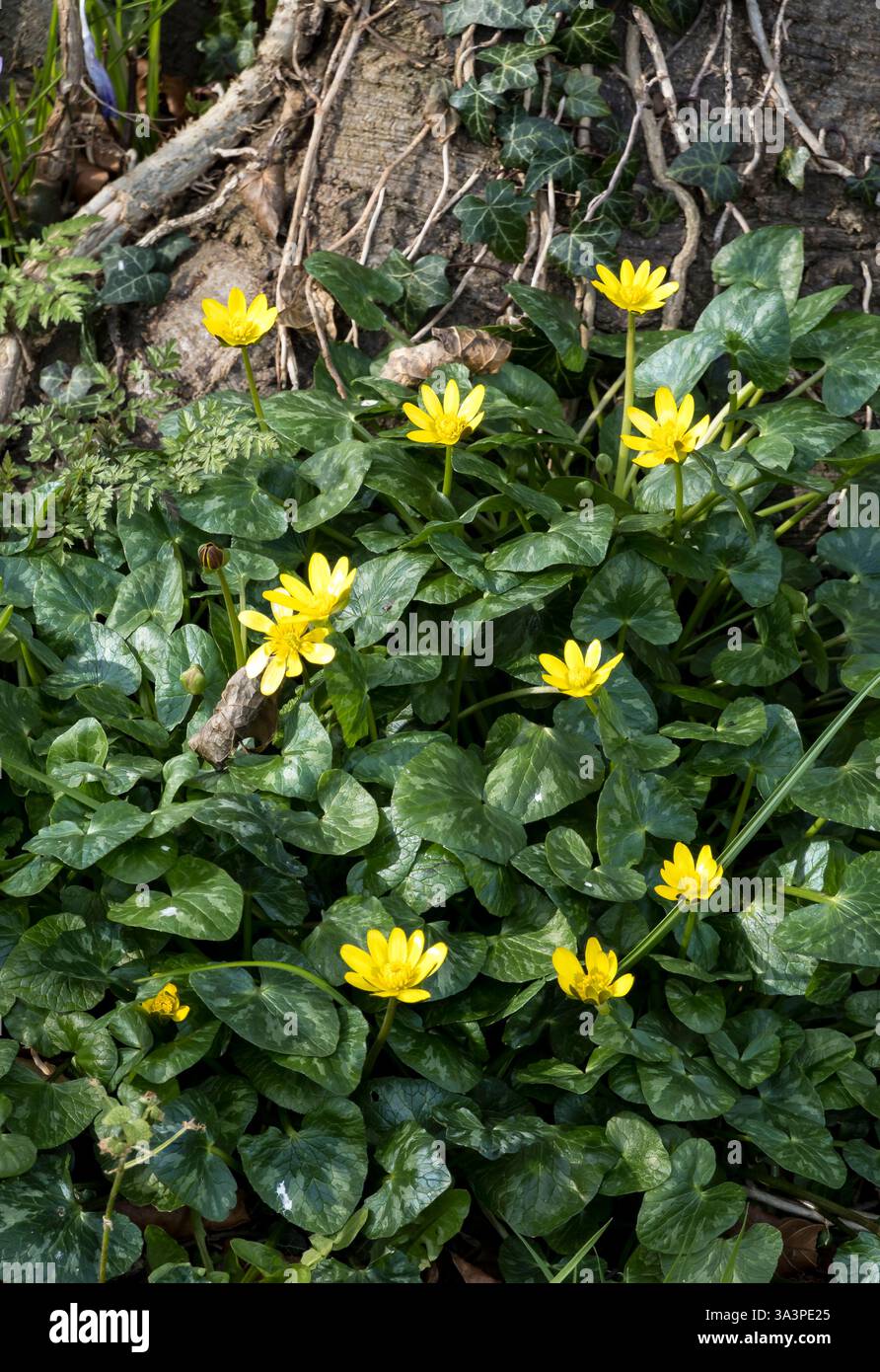 Ficaria Verna growing wild at base of tree Stock Photo - Alamy