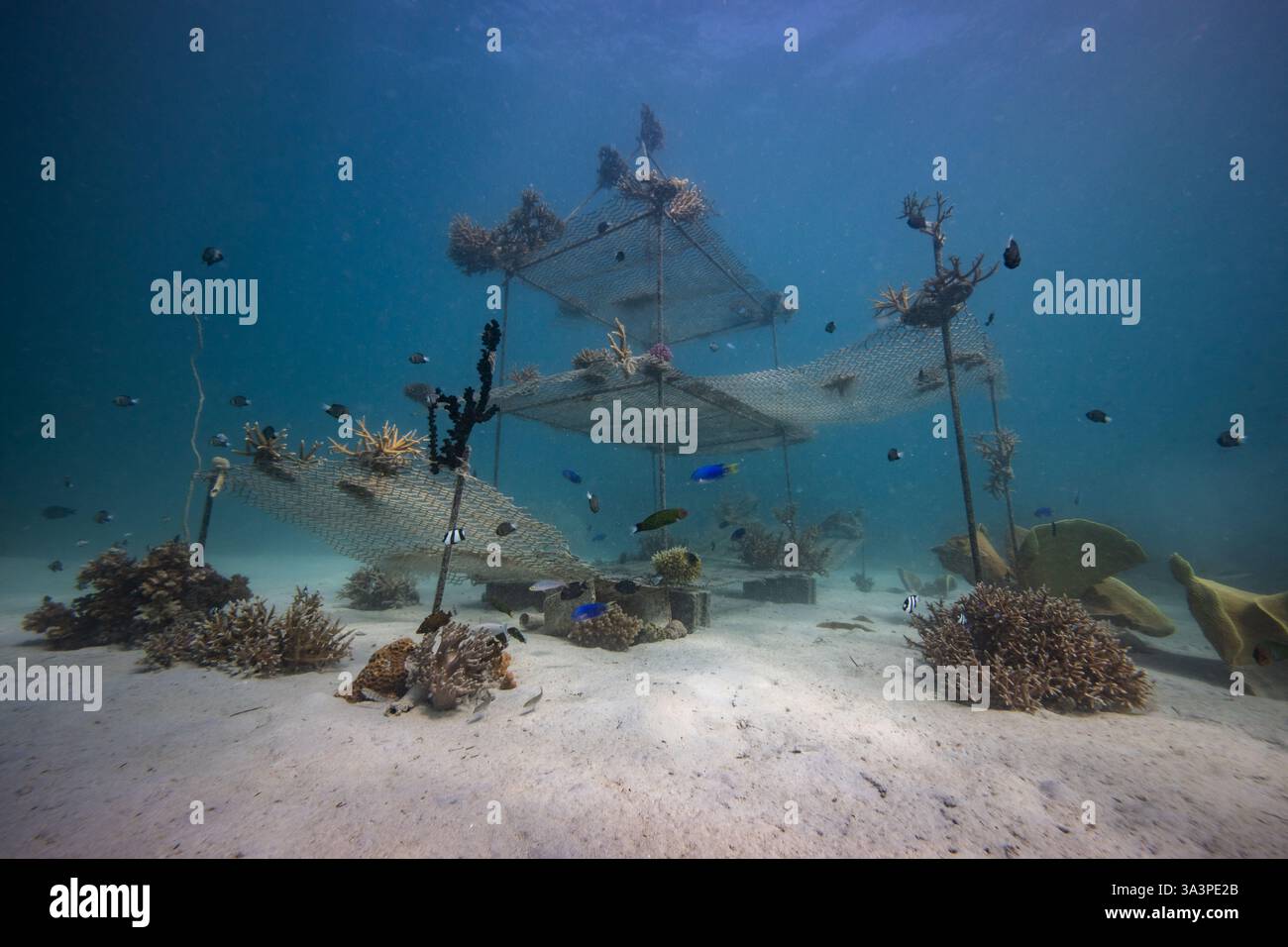 Battling Climate Change & Restoring coral reefs - Coral reef ...