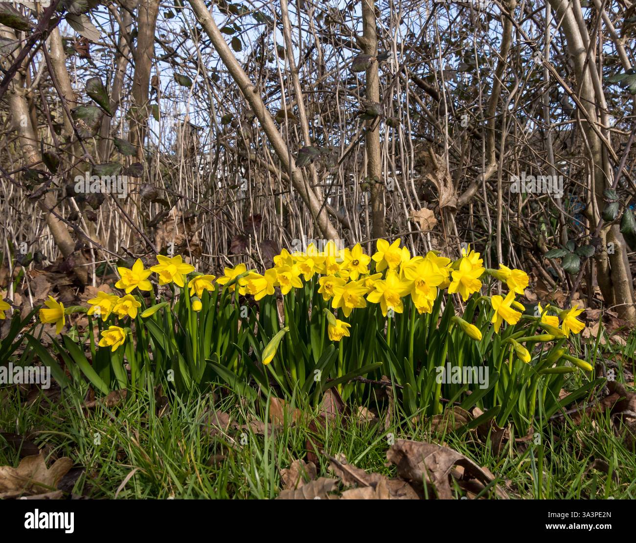 Miniature yellow trumpet daffodils Stock Photo - Alamy