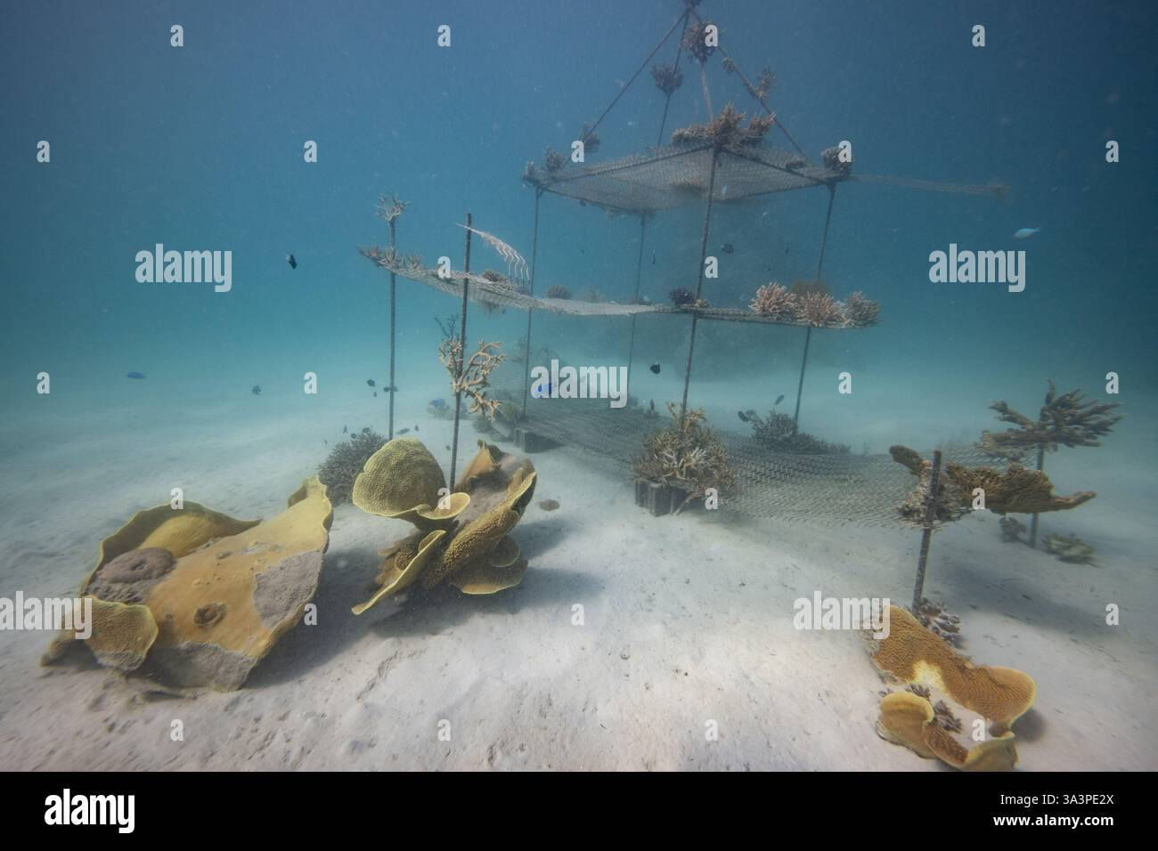 Battling Climate Change & Restoring coral reefs - Coral reef ...