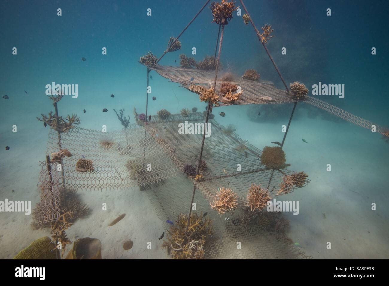 Battling Climate Change & Restoring coral reefs - Coral reef ...