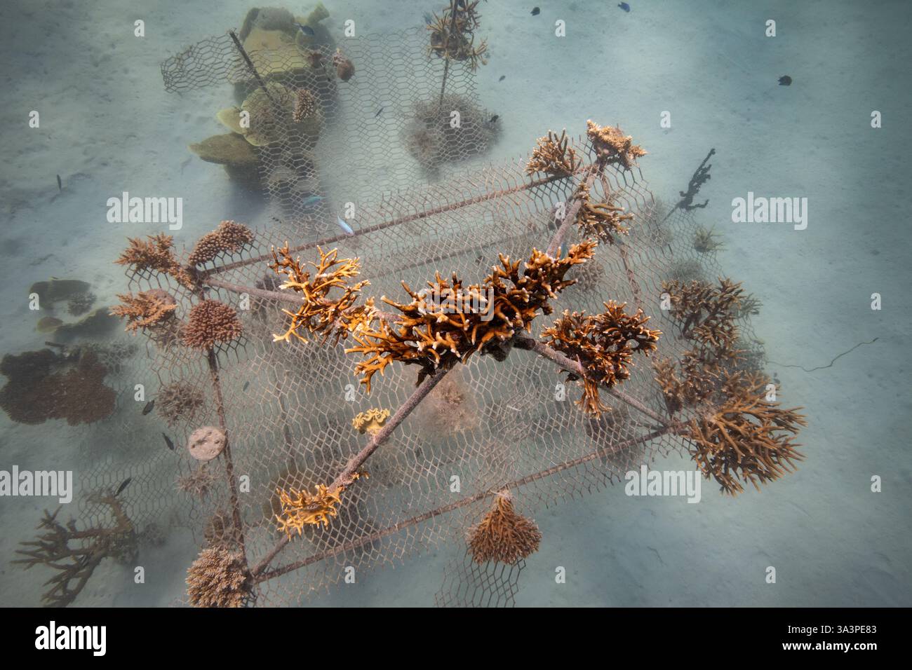 Battling Climate Change & Restoring coral reefs - Coral reef ...