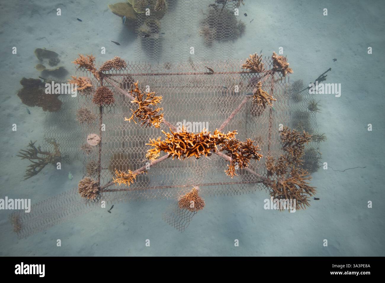 Battling Climate Change & Restoring coral reefs - Coral reef ...