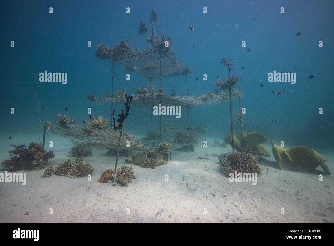 Battling Climate Change & Restoring coral reefs - Coral reef ...