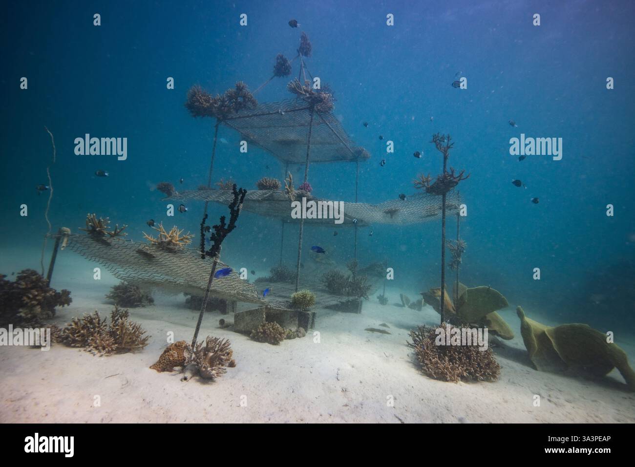 Battling Climate Change & Restoring coral reefs - Coral reef propagation marine project ...
