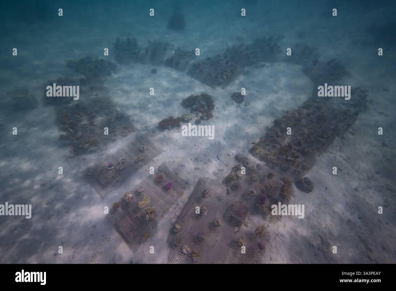 Battling Climate Change & Restoring coral reefs - Coral reef ...