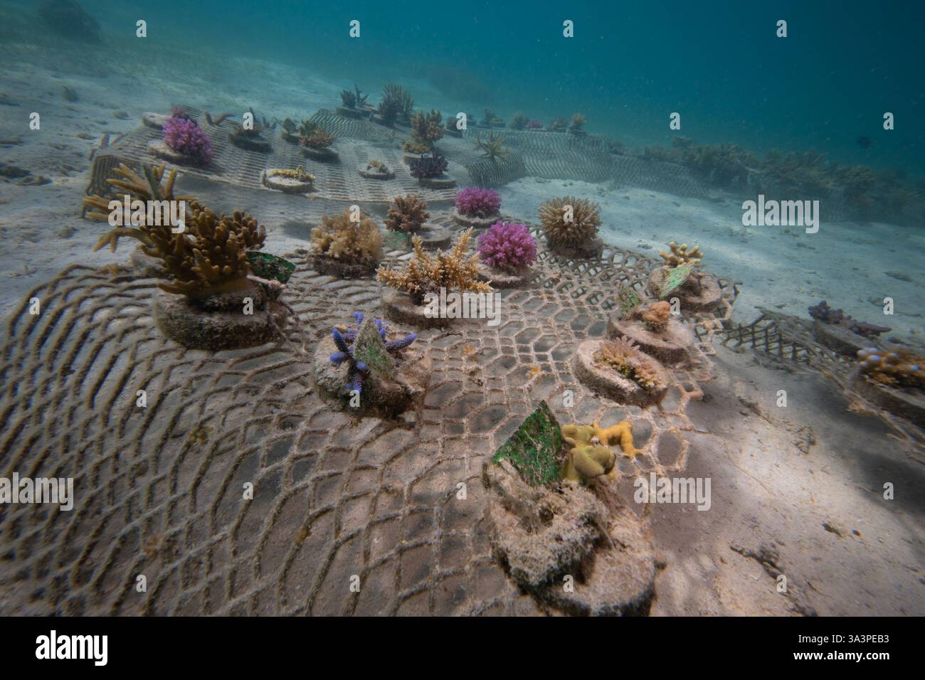 Battling Climate Change & Restoring coral reefs - Coral reef propagation marine project ...