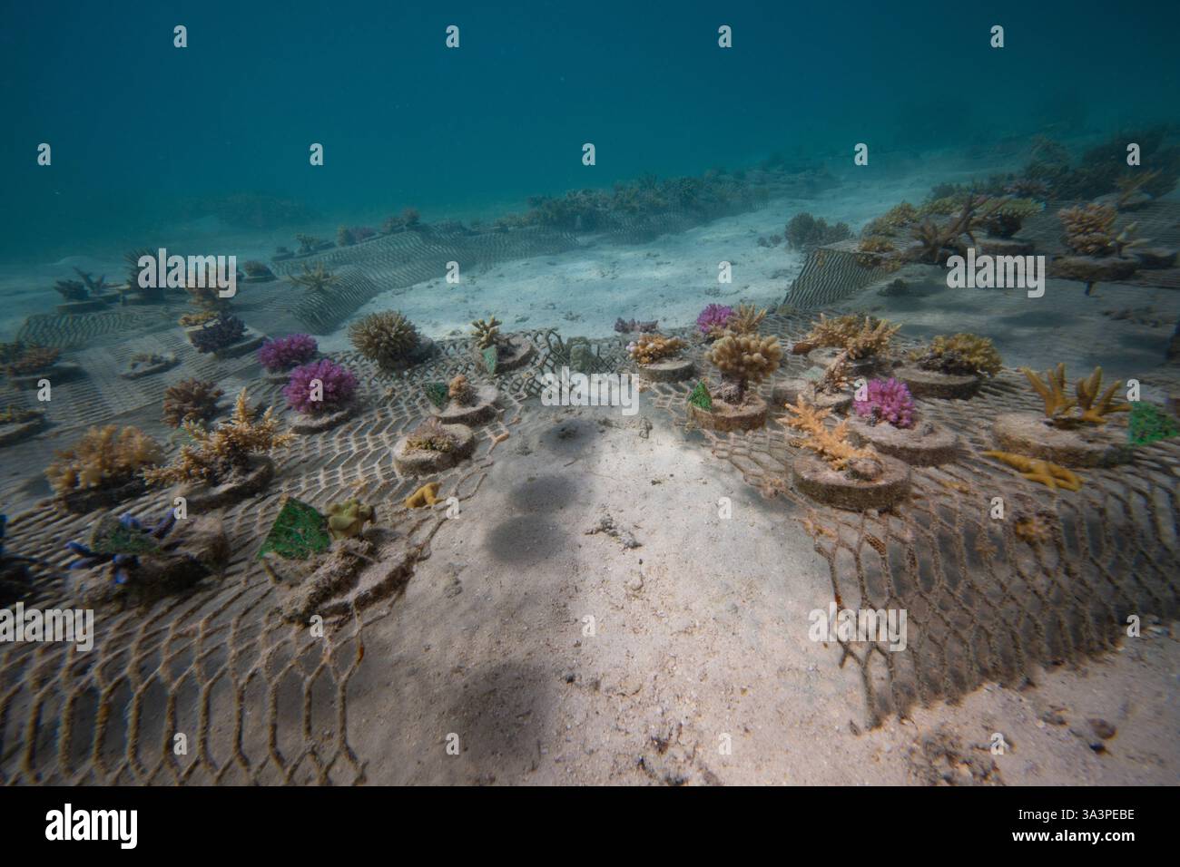 Battling Climate Change & Restoring coral reefs - Coral reef ...