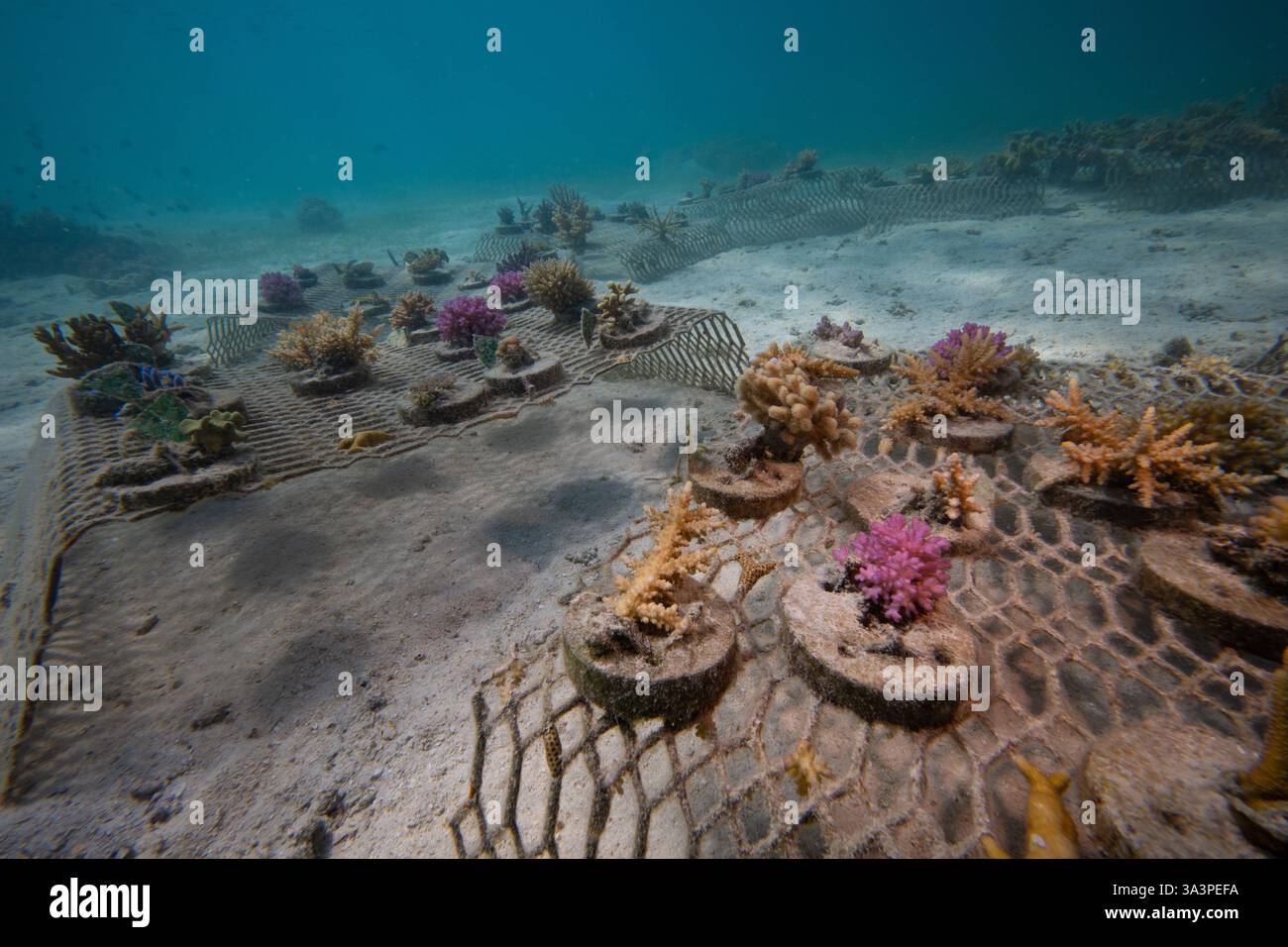 Battling Climate Change & Restoring coral reefs - Coral reef ...