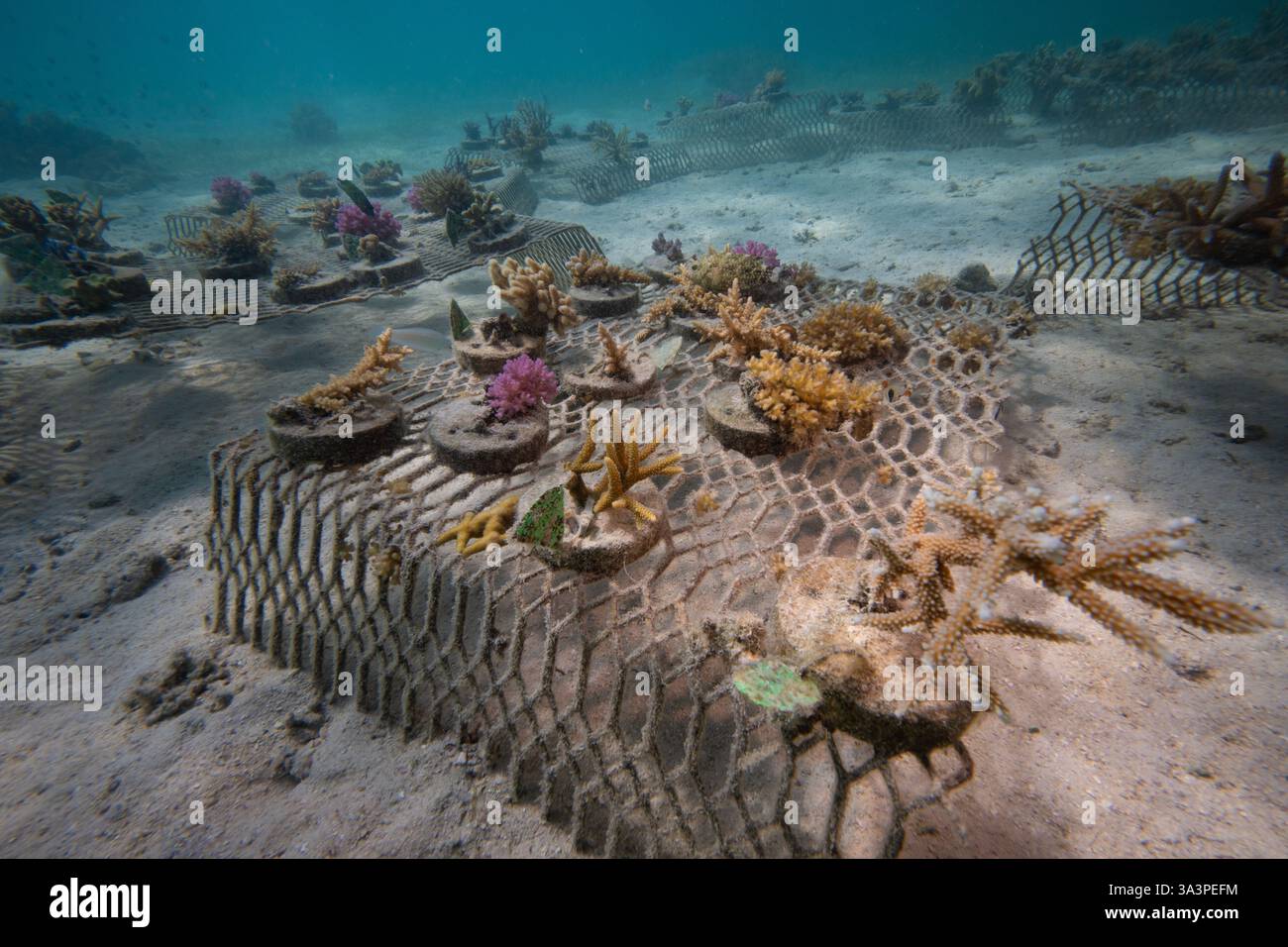 Battling Climate Change & Restoring coral reefs - Coral reef ...