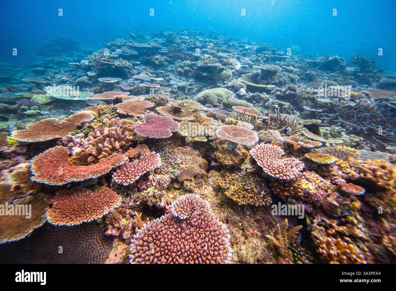 Healthy Hard Coral Reef in the Pacific Ocean - Pristine Reef ...