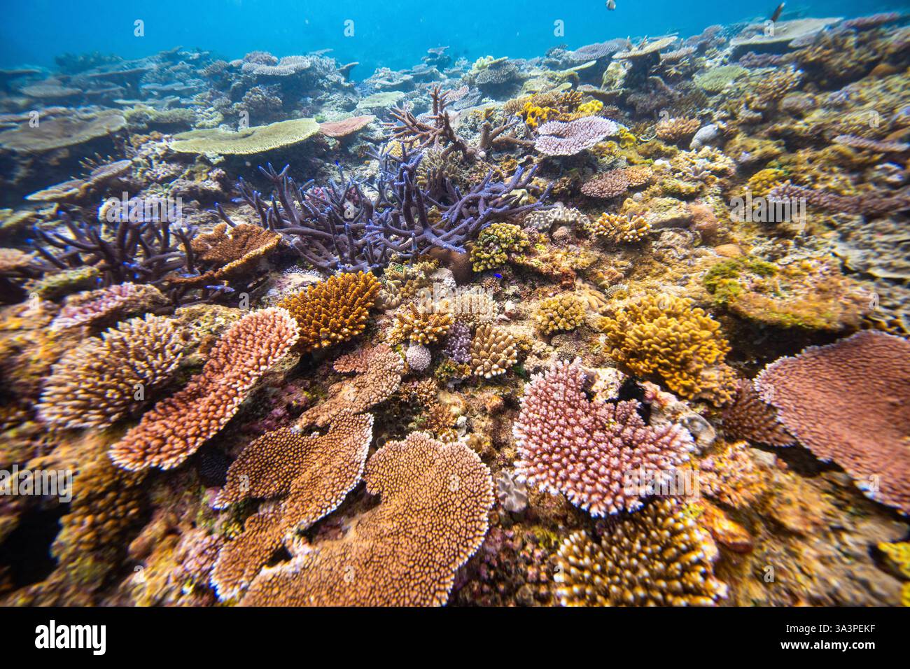 Healthy Hard Coral Reef in the Pacific Ocean - Pristine Reef ...