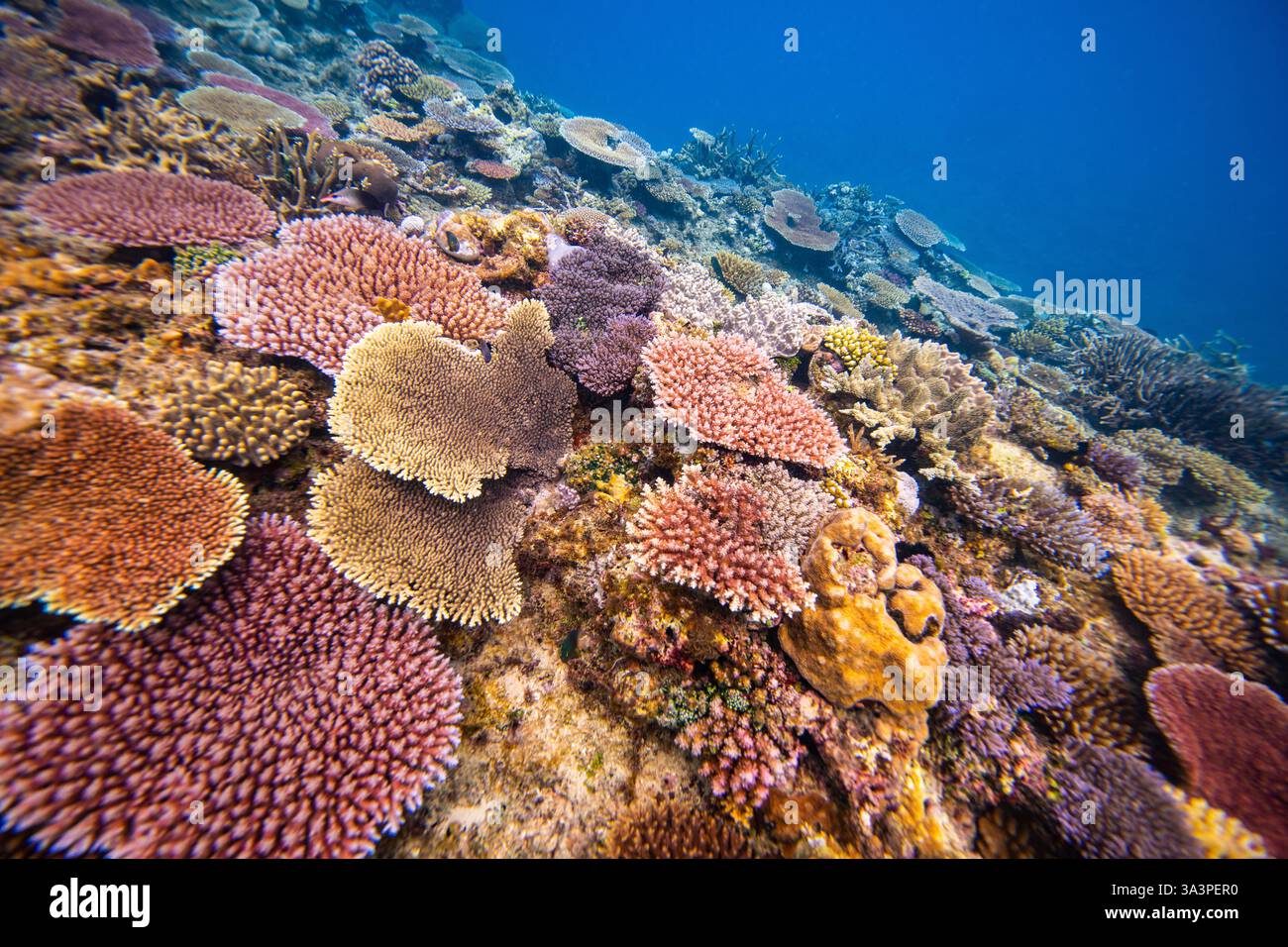 Healthy Hard Coral Reef in the Pacific Ocean - Pristine Reef ...
