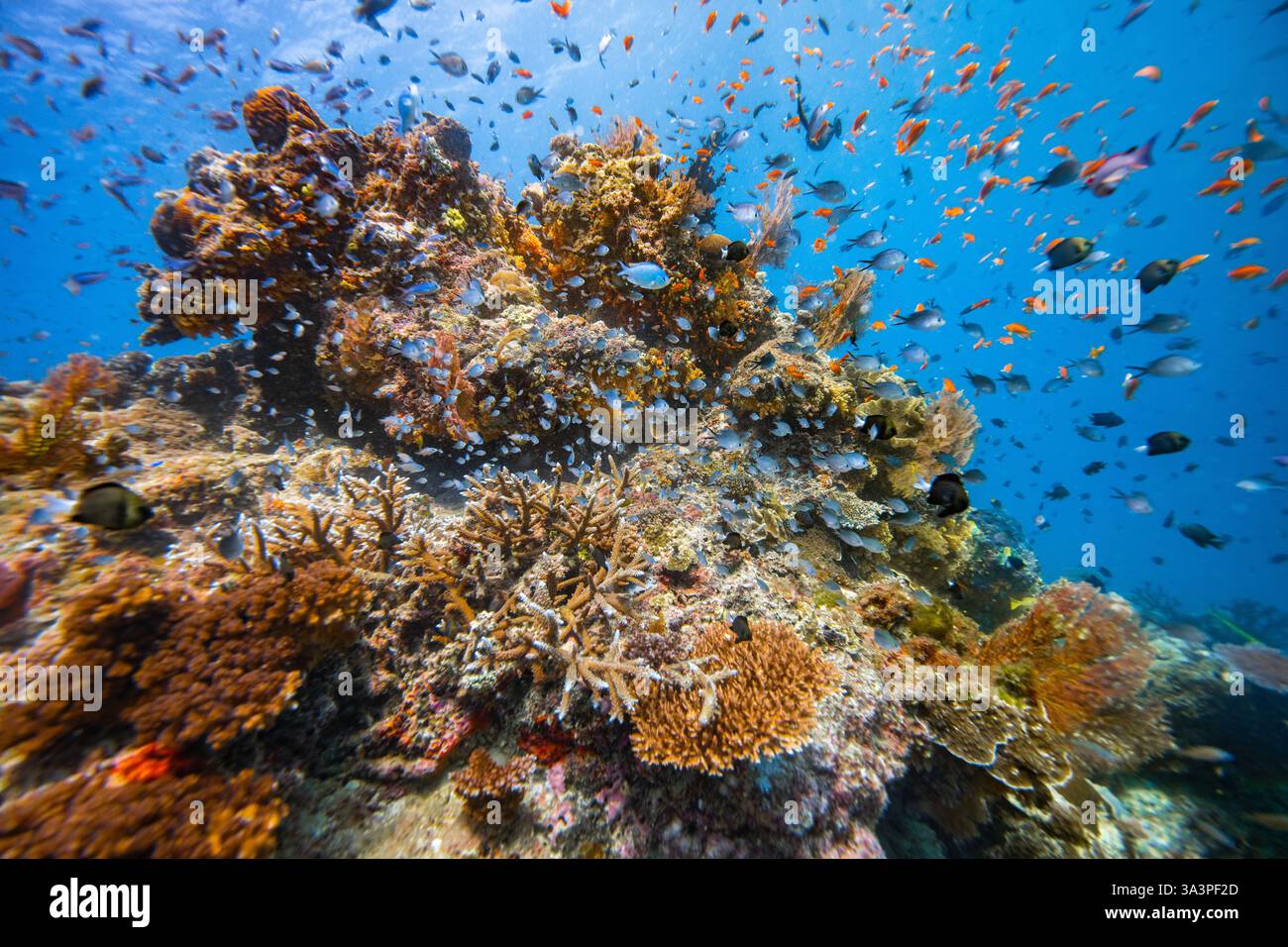 Tropical reef fish schooling above Pristine coral reef in the Pacific ...