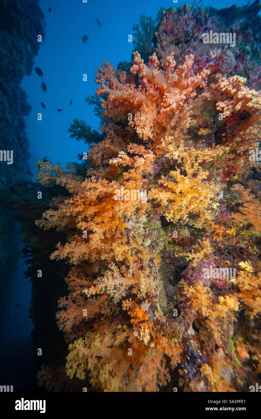 Coral reef branching colorful hi-res stock photography and images - Alamy