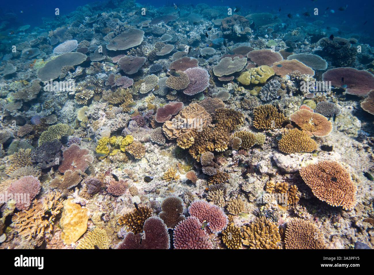 Healthy Hard Coral Reef in the Pacific Ocean - Pristine Reef ...