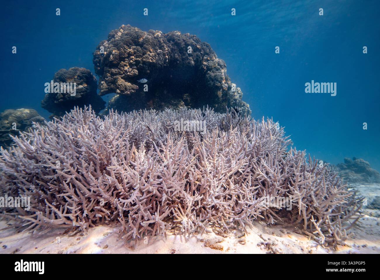 Healthy Hard Coral Reef in the Pacific Ocean - Pristine Reef ...