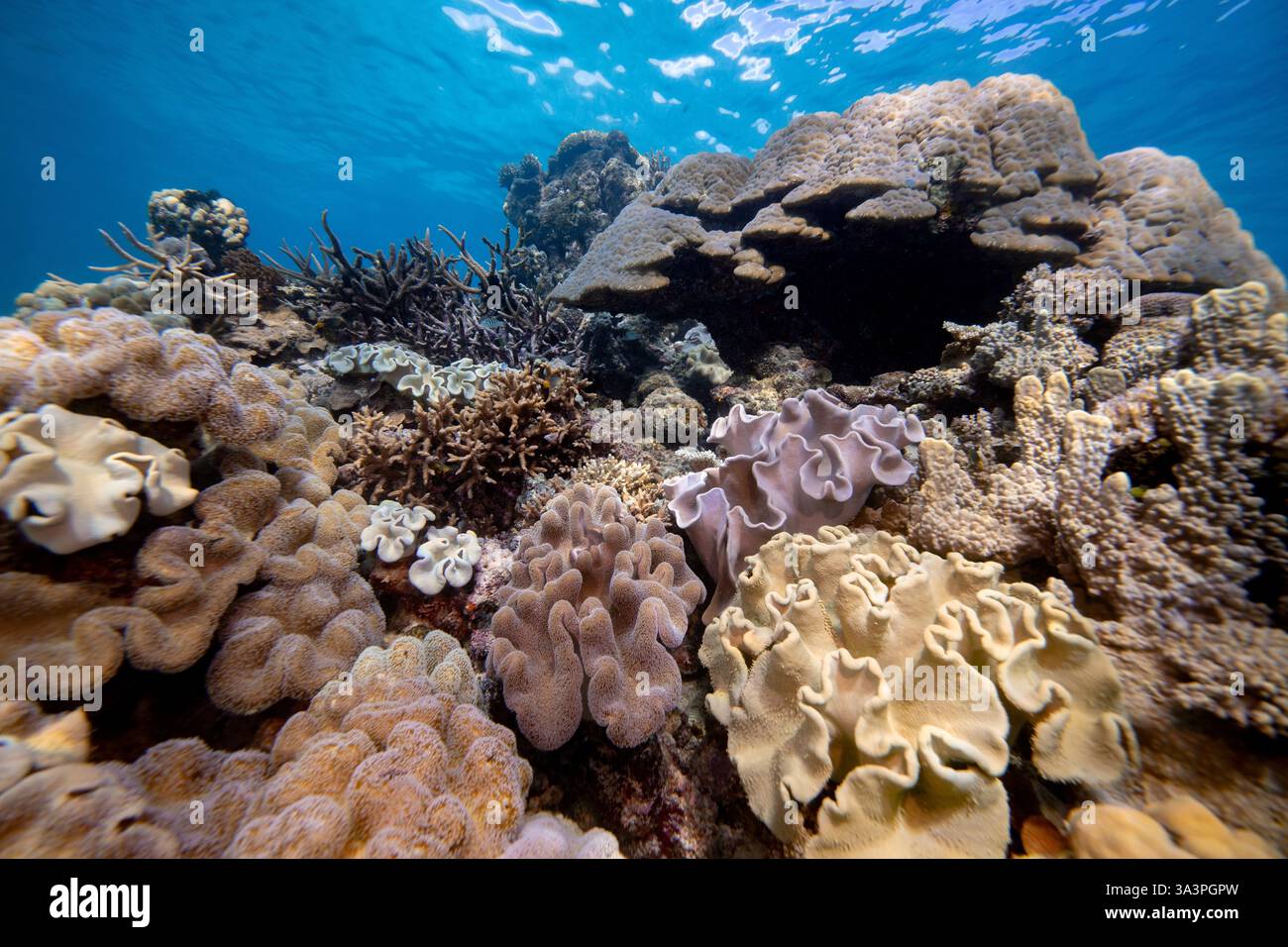 Healthy Hard Coral Reef in the Pacific Ocean - Pristine Reef ...