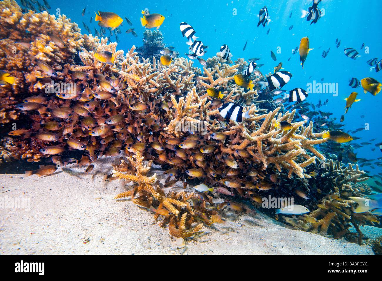 Tropical reef fish schooling above Pristine coral reef in the Pacific ...