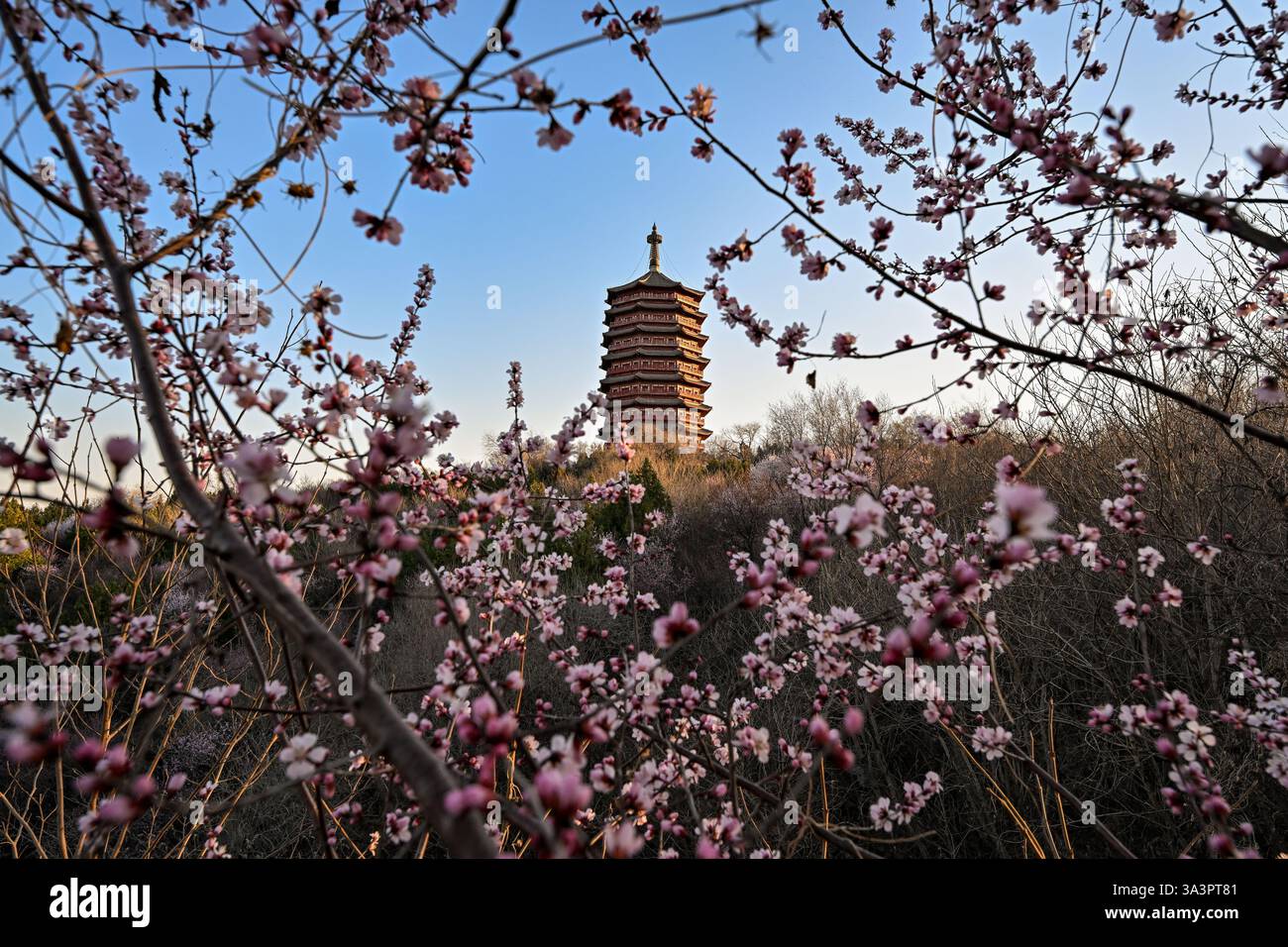 Beijing, China. 16th Mar, 2025. This photo taken on March 16, 2025 ...