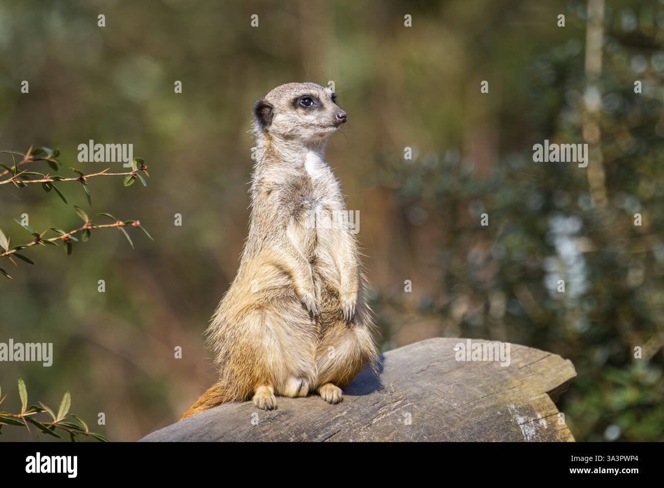 Meerkat (Suricata suricatta) standing sweet and curious in the desert ...