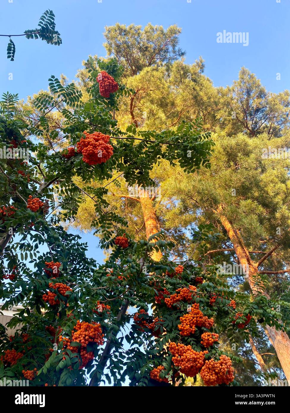 An intriguing view of Ukrainian traditional rowan branches intersecting ...