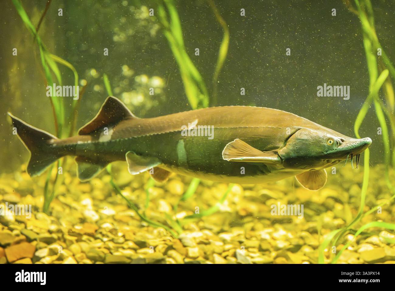 European sea sturgeon (Acipenser sturio) swimming underwater in a river ...