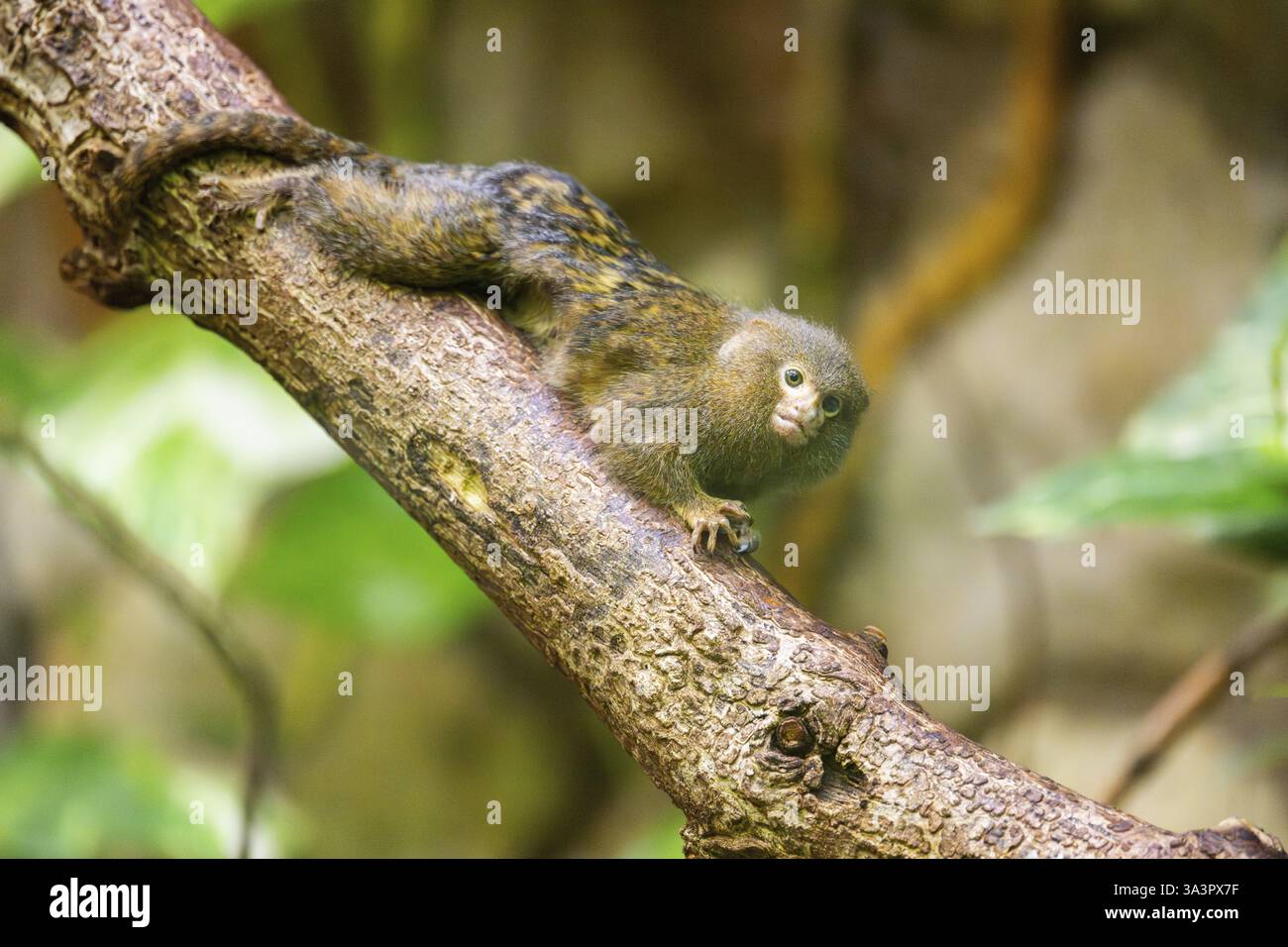 Eastern pygmy marmoset cebuella pygmaea hi-res stock photography and ...