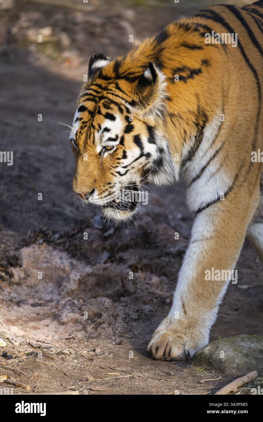 Siberian tiger (Panthera tigris tigris) walking in a forest, captive ...
