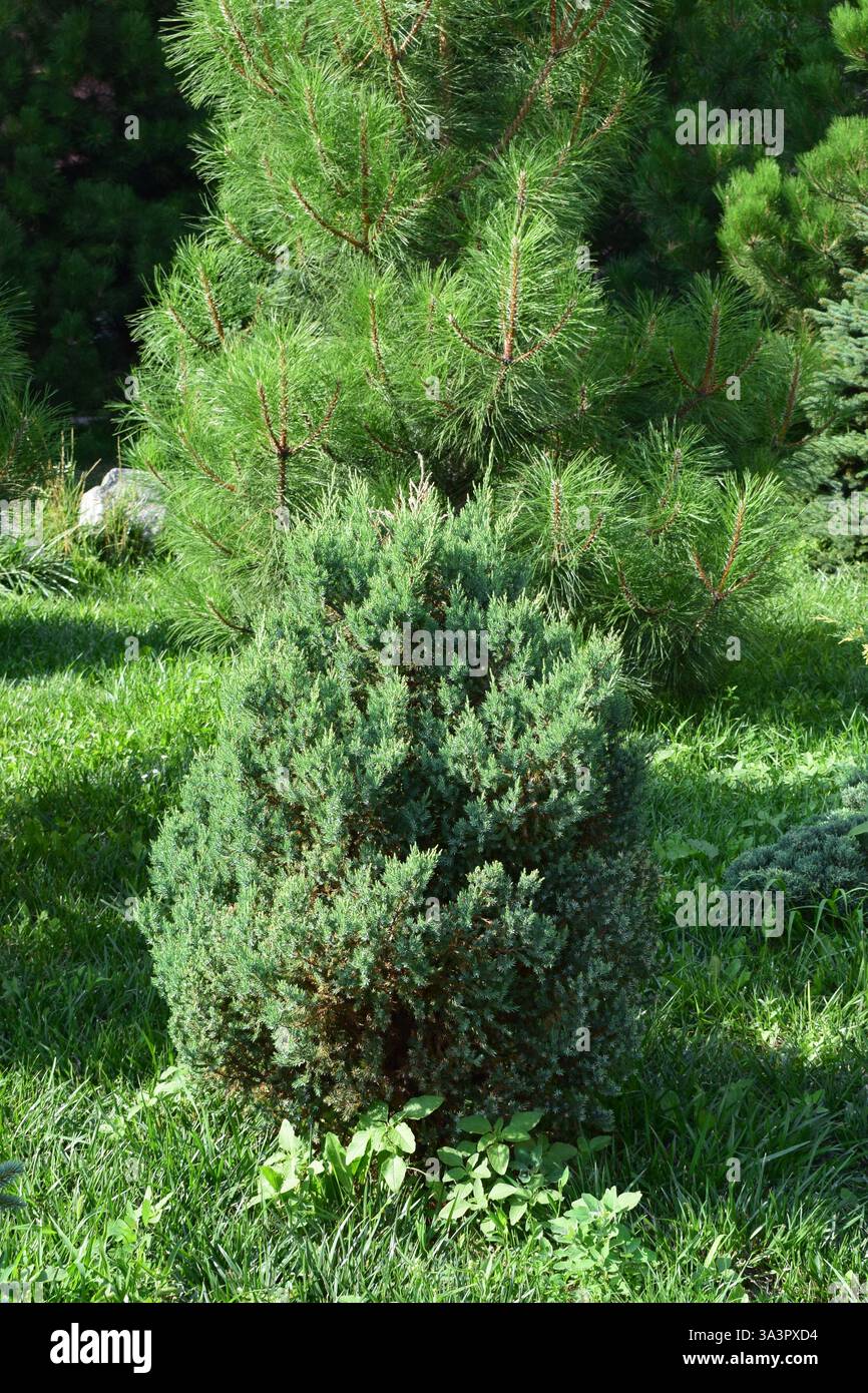 A lush, green outdoor scene featuring various coniferous plants. In the ...