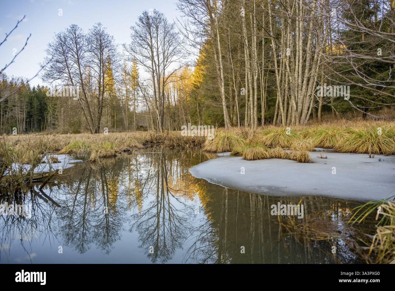 Larch forest swamps hi-res stock photography and images - Alamy