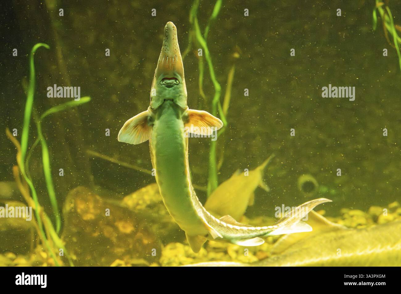 European sea sturgeon (Acipenser sturio) swimming underwater in a river ...