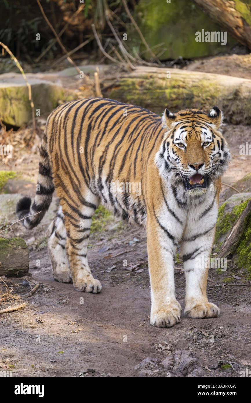 Siberian tiger (Panthera tigris tigris) walking in a forest, captive ...