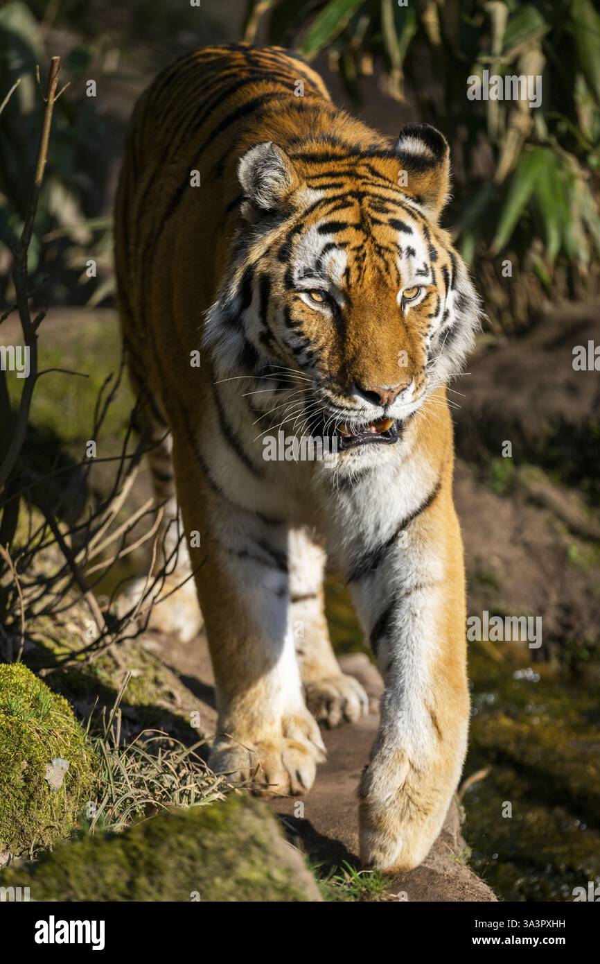 Siberian tiger (Panthera tigris tigris) walking in a forest, captive ...