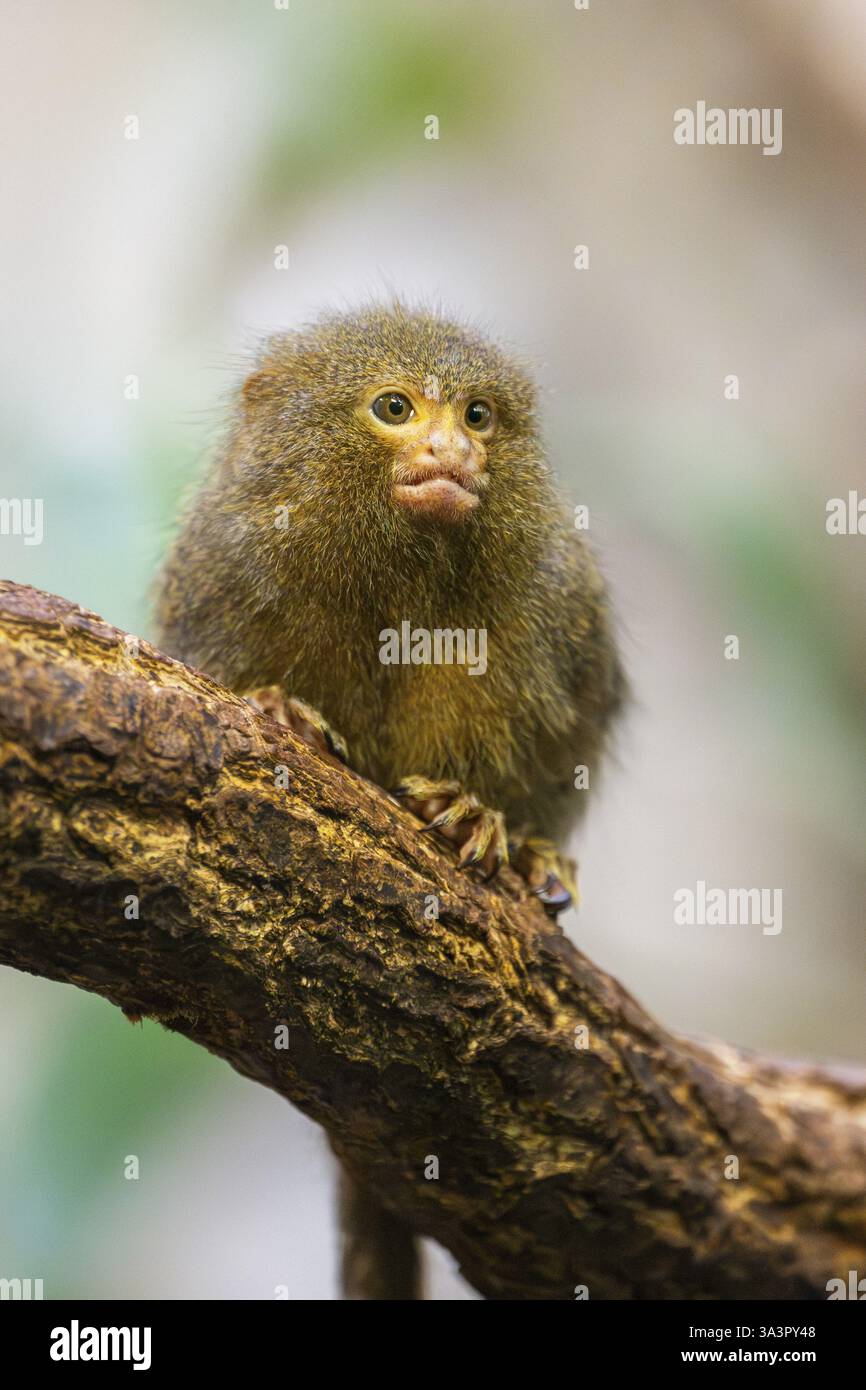 Eastern pygmy marmoset (Cebuella niveiventris) climbing on a tree in a ...