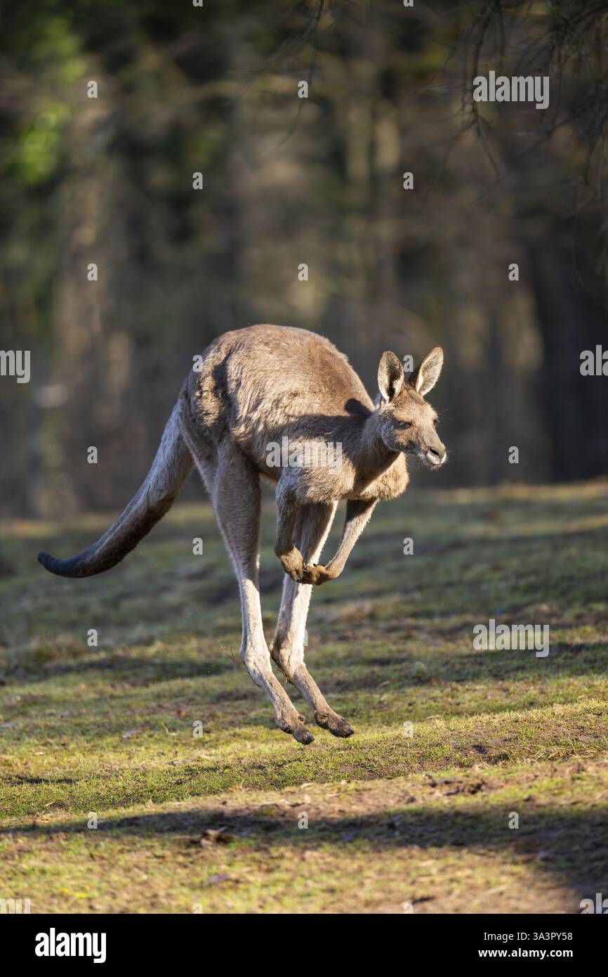 Eastern Gray Kangaroo (Macropus giganteus) jumping on a meadow, captive ...