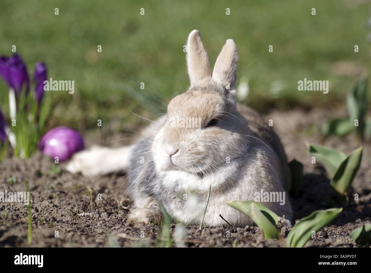 Rabbit (Oryctolagus cuniculus domestica), Easter, lying, crocuses ...
