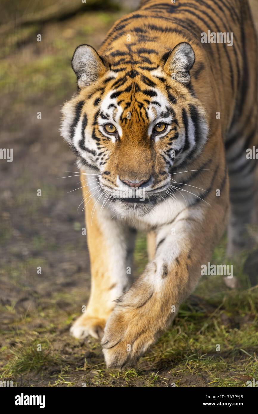 Siberian tiger (Panthera tigris tigris) walking in a forest, captive ...