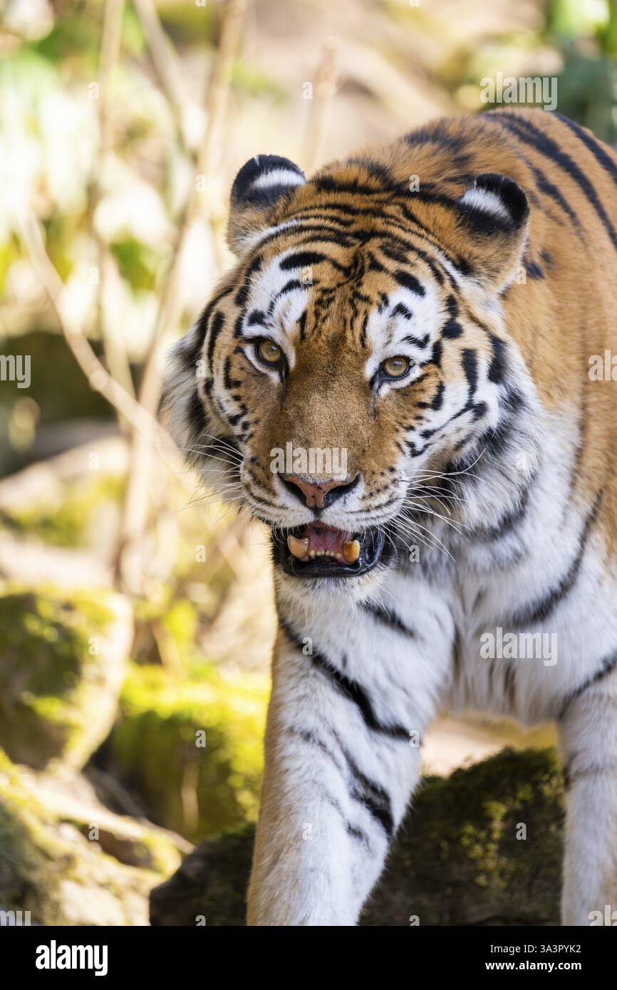 Siberian tiger (Panthera tigris tigris) walking in a forest, captive ...