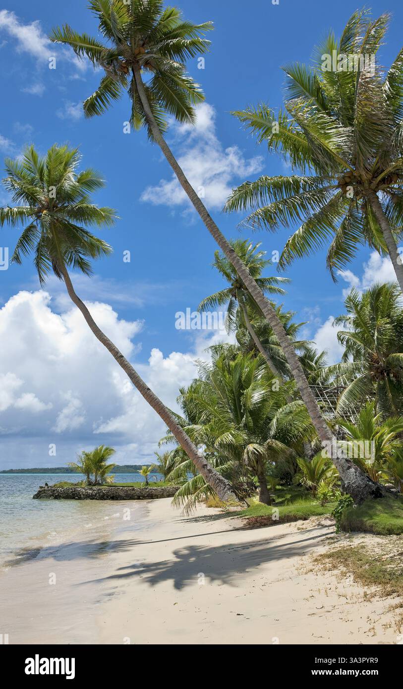 Palm beach with tall coconut palms (Cocos nucifera) on the Pacific ...
