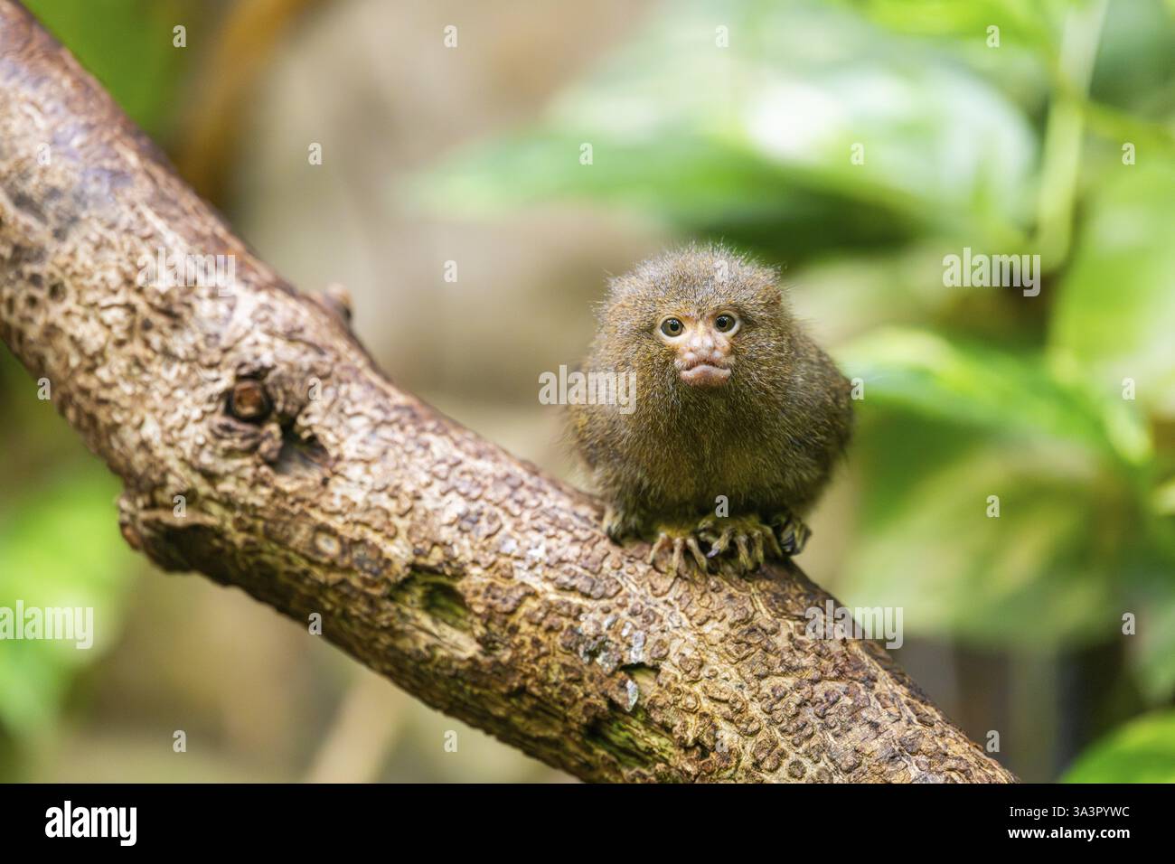 Eastern pygmy marmoset (Cebuella niveiventris) climbing on a tree in a ...