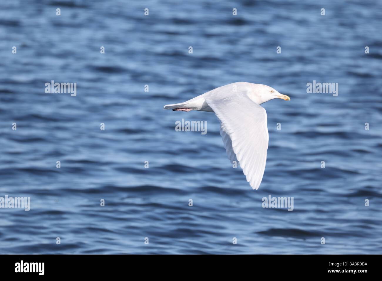 The glaucous gull (Larus hyperboreus hyperboreus) is a large gull, the ...