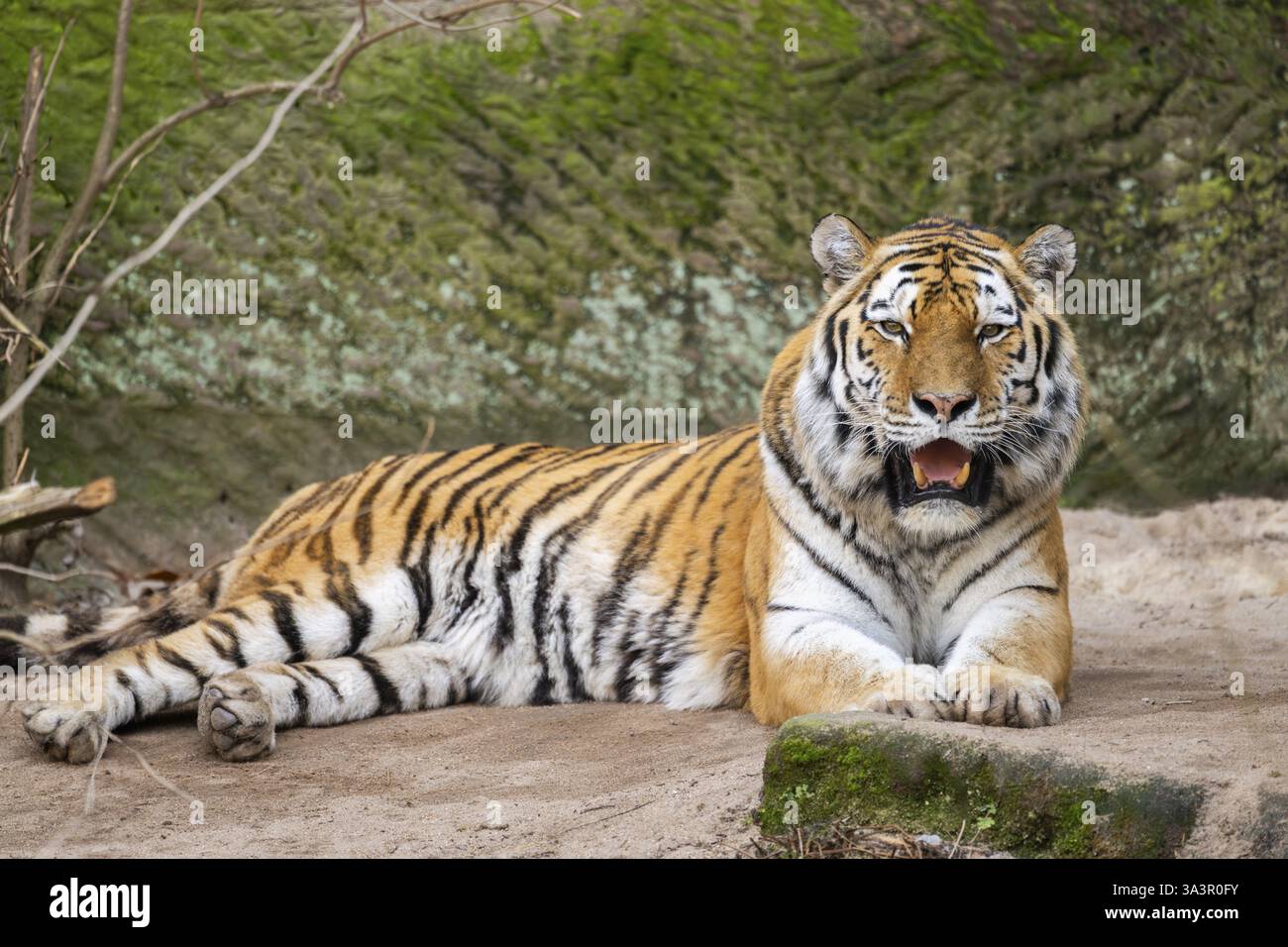 Siberian tiger (Panthera tigris tigris) lying in a forest, captive ...