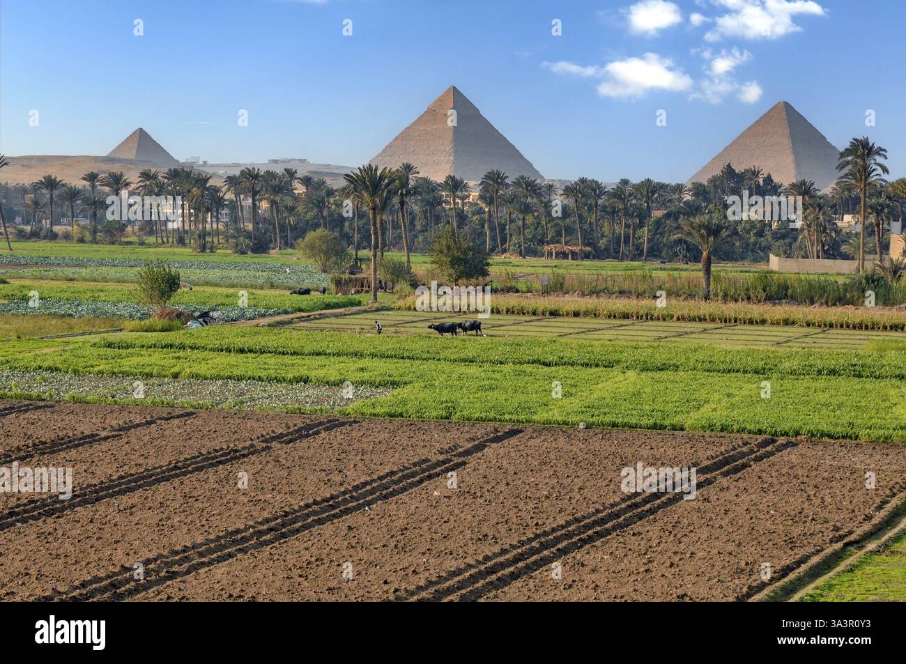 Historical photo from 2005 with a view of fertile fields in the ...