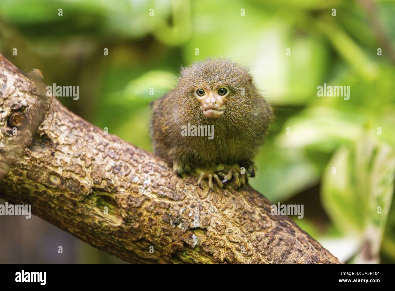 Eastern pygmy marmoset (Cebuella niveiventris) climbing on a tree in a ...