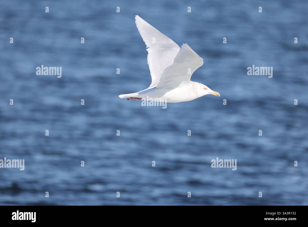 The glaucous gull (Larus hyperboreus hyperboreus) is a large gull, the ...