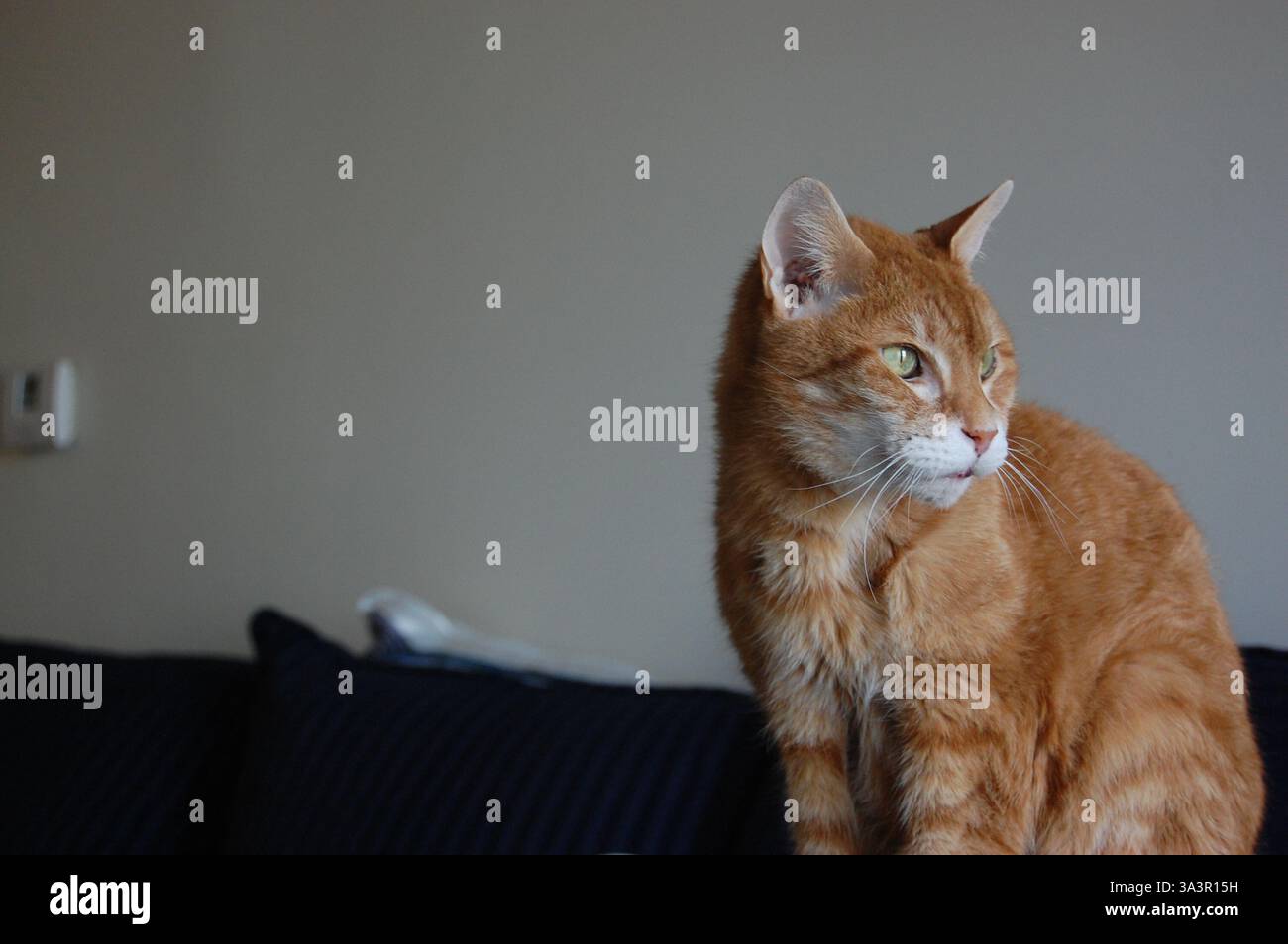 Older cat sitting on the couch looking contemplatively out window Stock ...