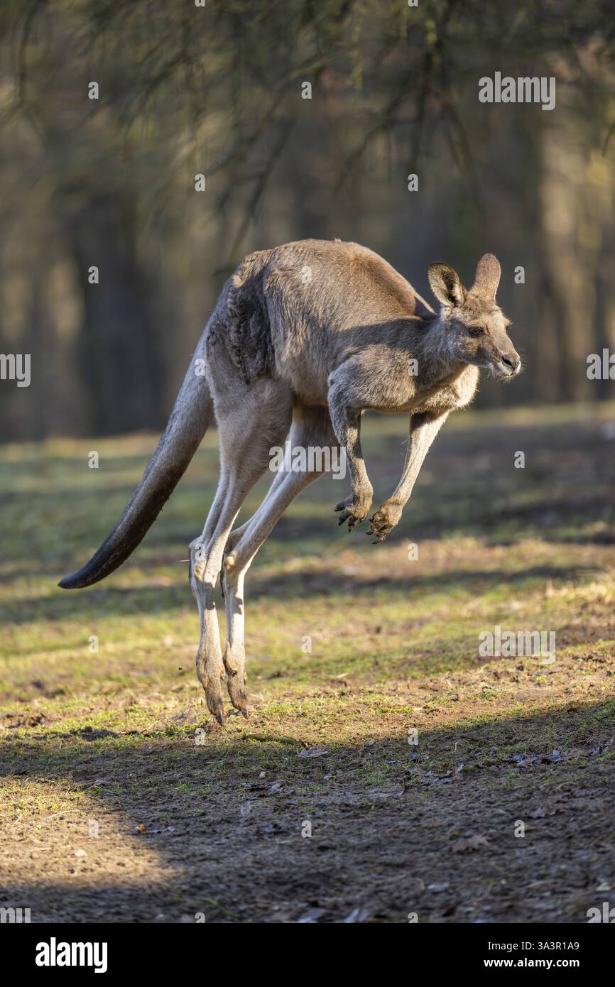 Eastern Gray Kangaroo (Macropus giganteus) jumping on a meadow, captive ...